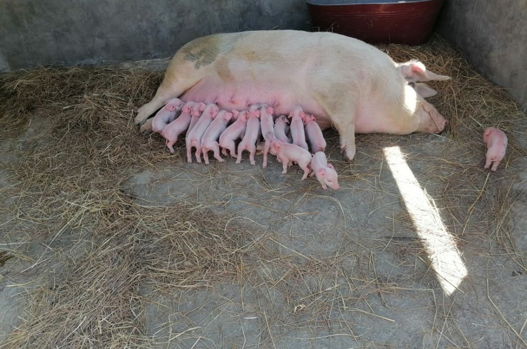 PIG FARMING IN ZIMBABWE: EVERYTHING YOU NEED TO KNOW TO GET STARTED ...