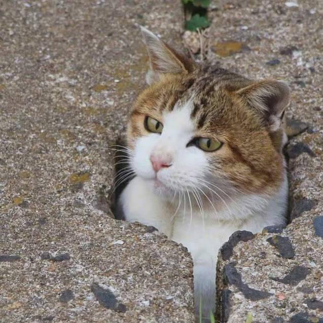 dailycats on Twitter: