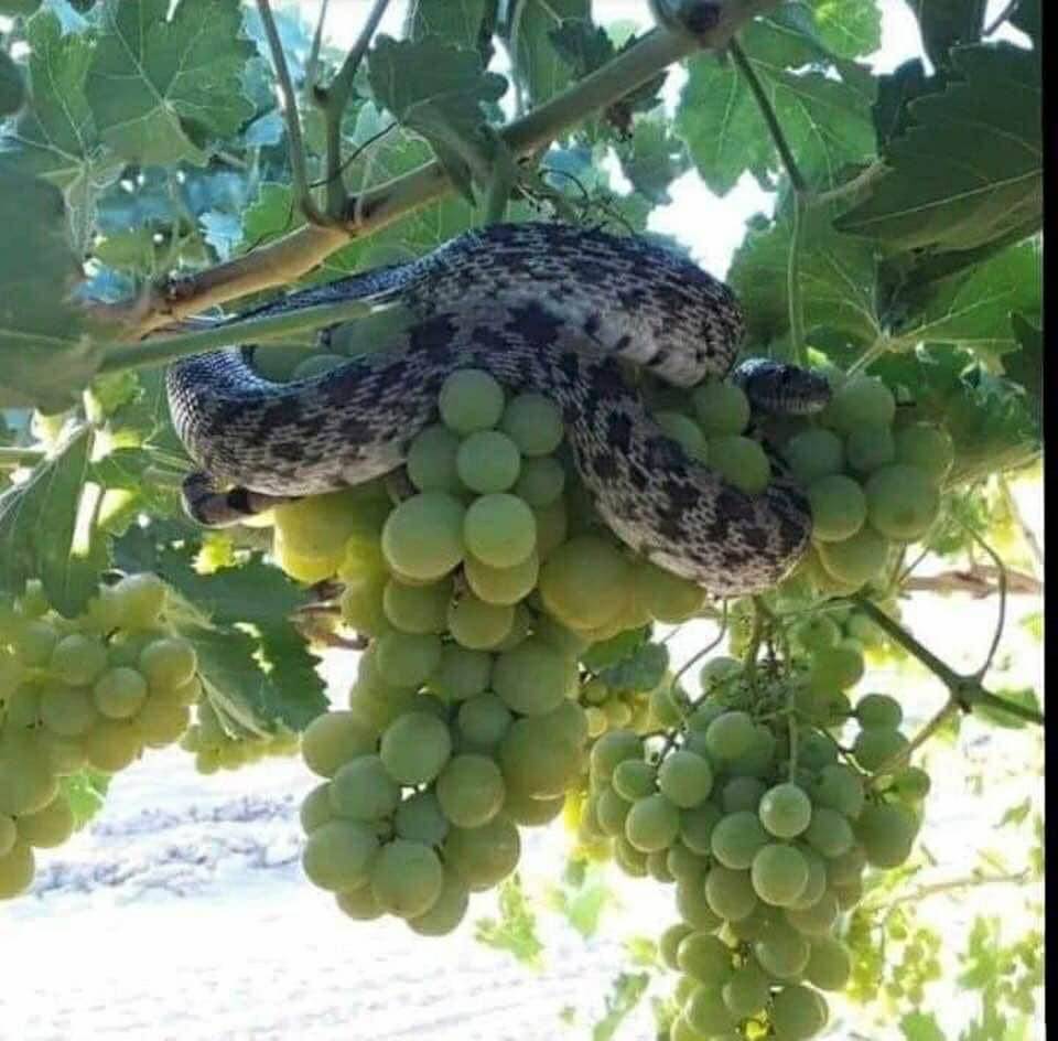 Grape Vine Green Snake