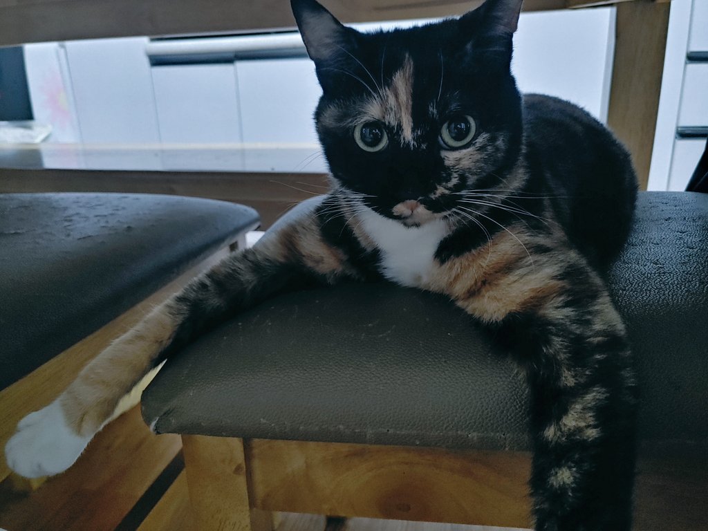 누무 on Twitter: "형님 어깨가 딱 벌어지셧습니다…