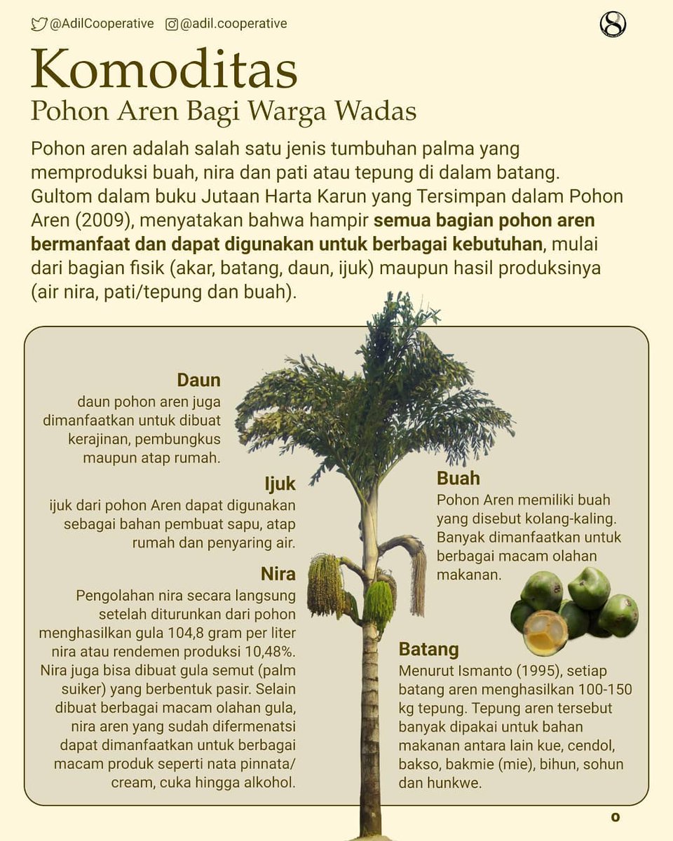 Akar Pohon Aren