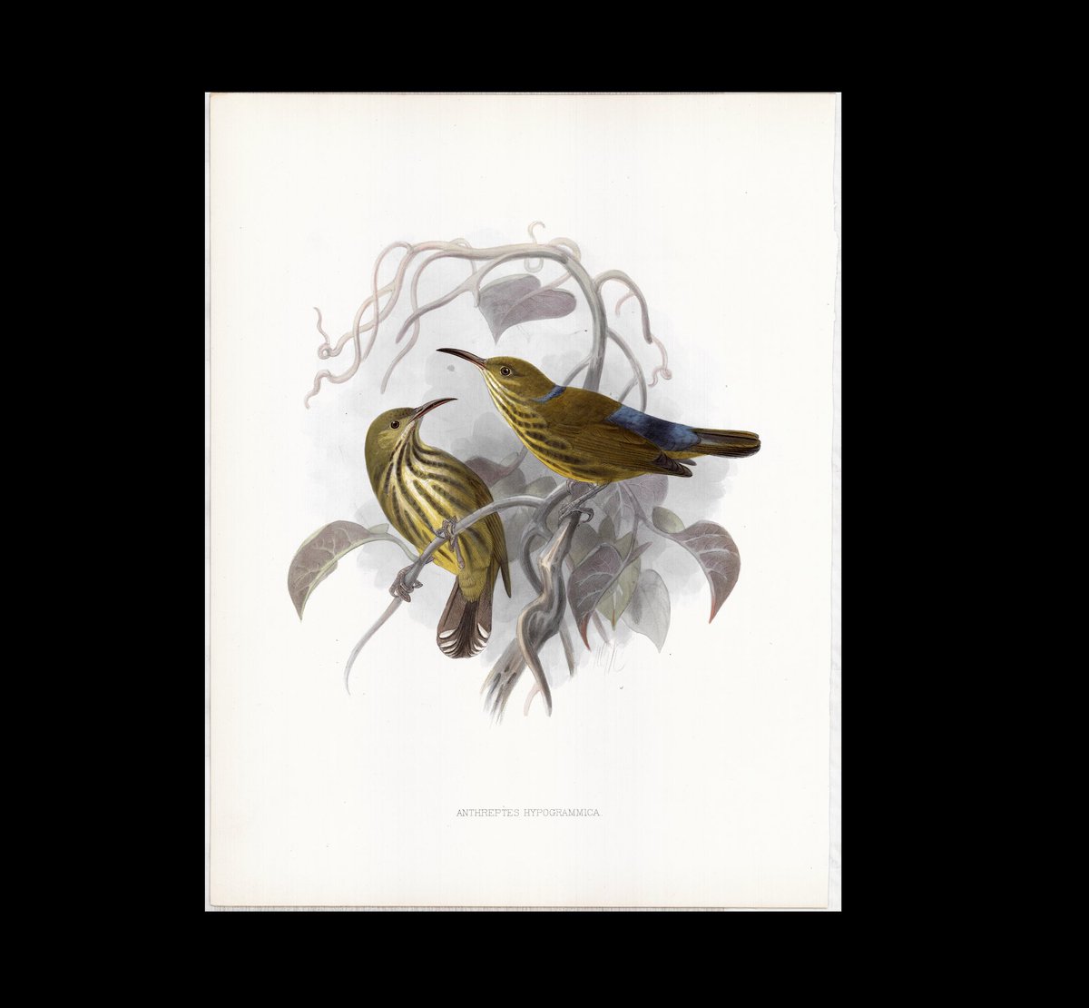 Indies Gallery - Antique Maps & Prints (@indiesgallery) / Posts / X