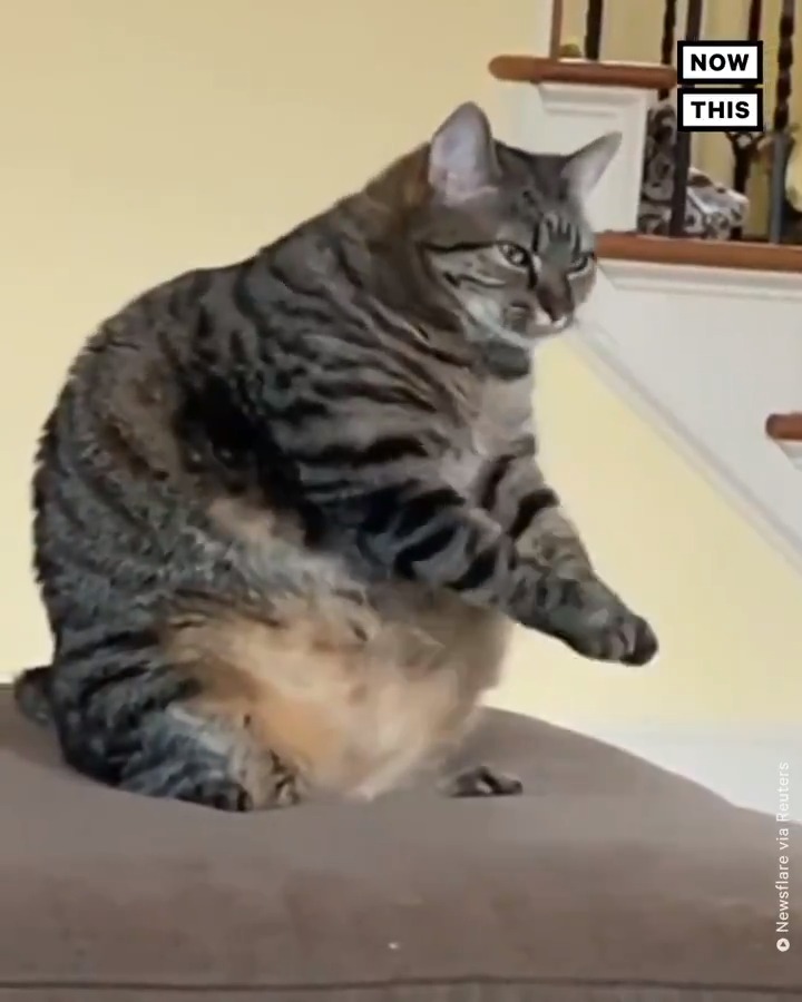 Fat Cat Meme