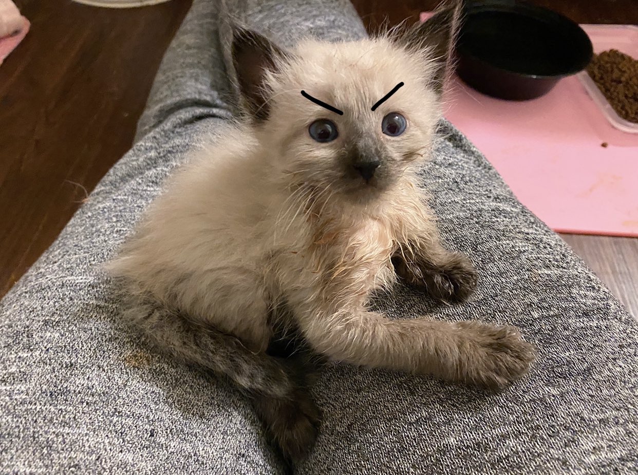 Drawing Eyebrows On Cats