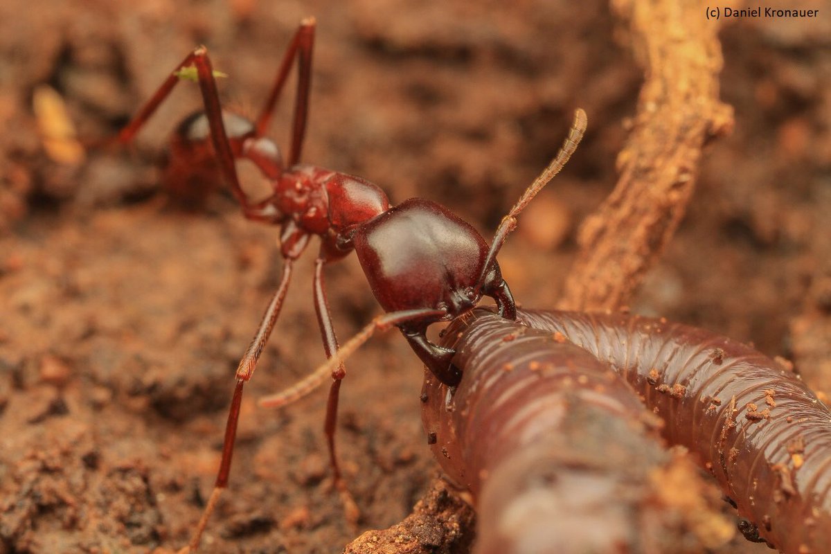Army Ants Attacking