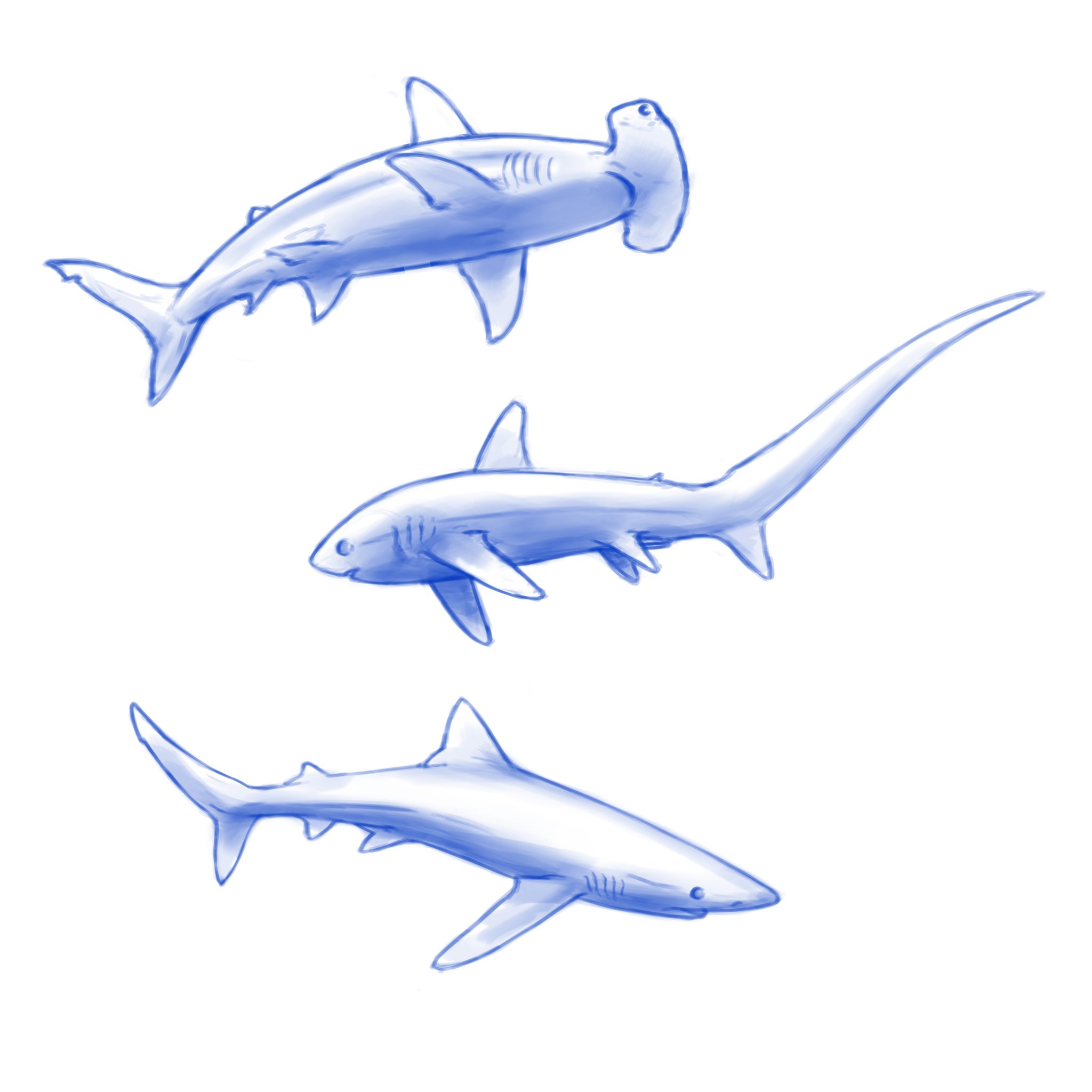 Thresher Shark Drawing