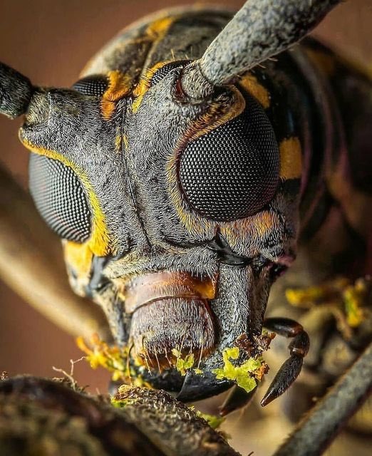 🐝 hi res close up of a honey bee : r/bee_irl