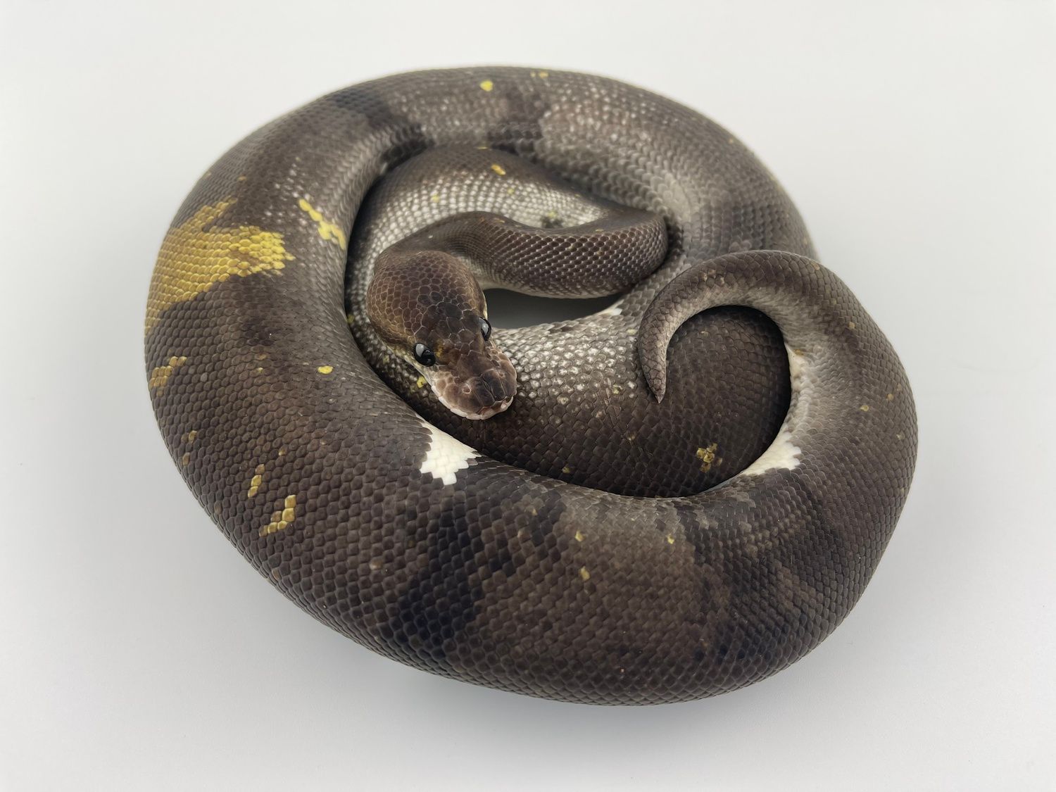 Silver Bullet Ball Python