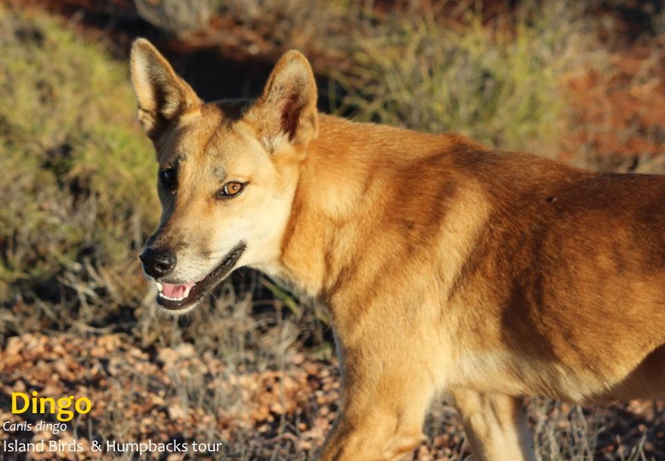 Are Dingos Intelligent Dogs