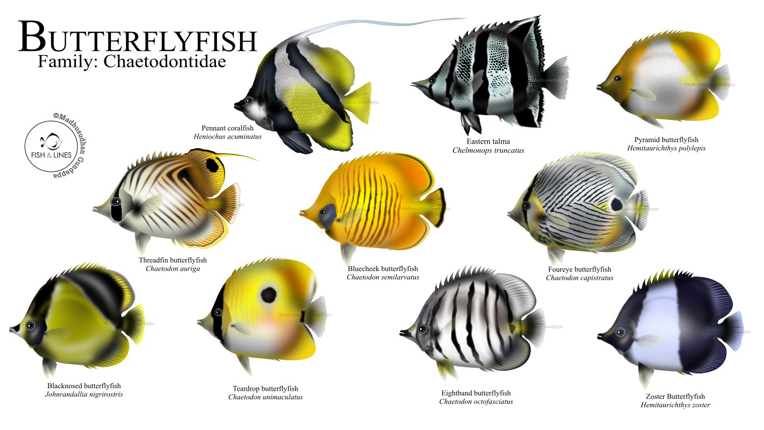 Types Of Schooling Fish TOP 5 SCHOOLING FISH #3! What Are Your
