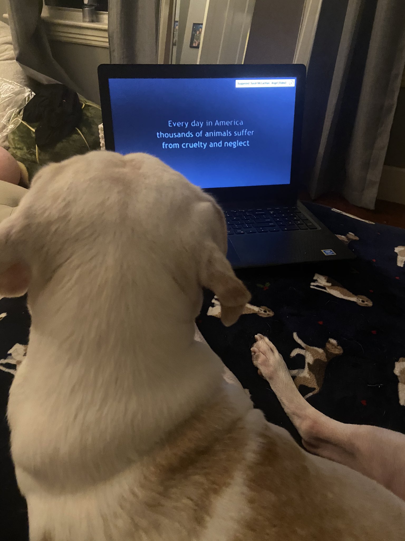 Aspca Commercial Memes Aspca Meme Spoiled Dog | TikTok