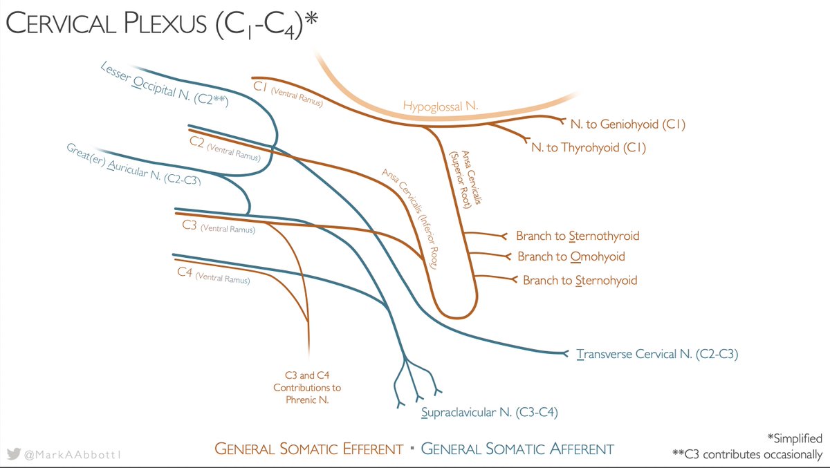 Cervical Plexus Drawing