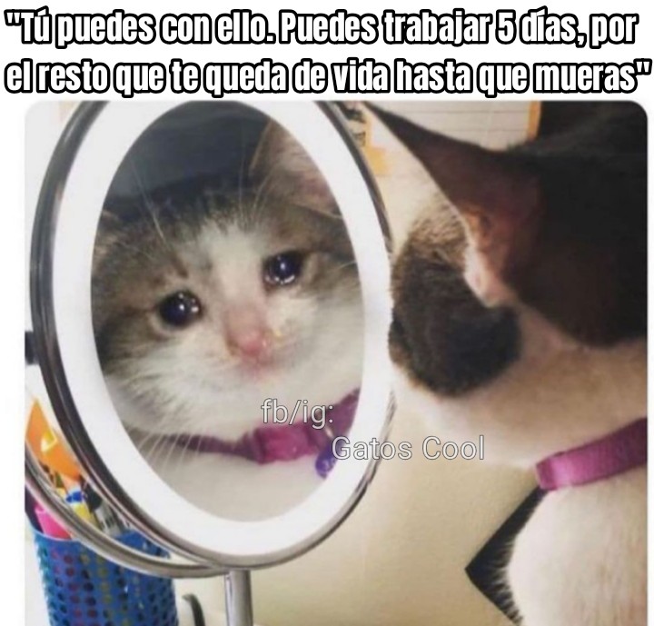 Gato Trabajador Memes