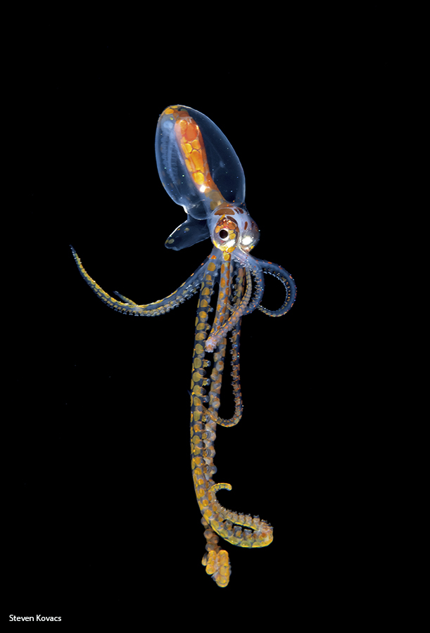 A Long Arm Octopus showing off its impressive arm length while drifting ...