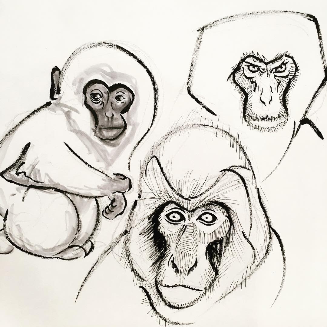 Japanese Macaque Drawing