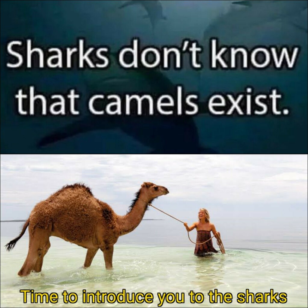 Funny Camel Meme