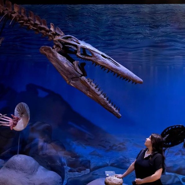 Tylosaurus Skeleton