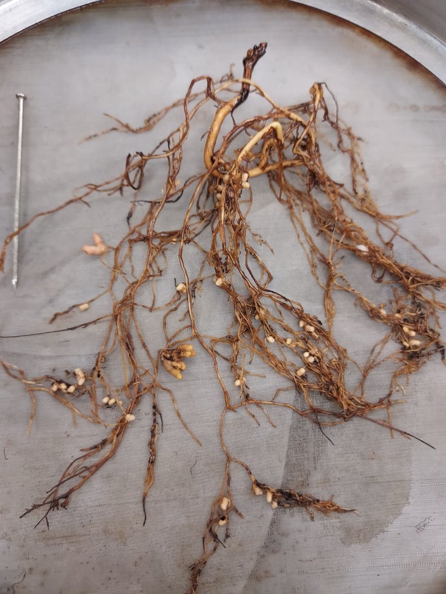 [USA--FL] PhD in diversity of root traits in tropical plants (contact ...