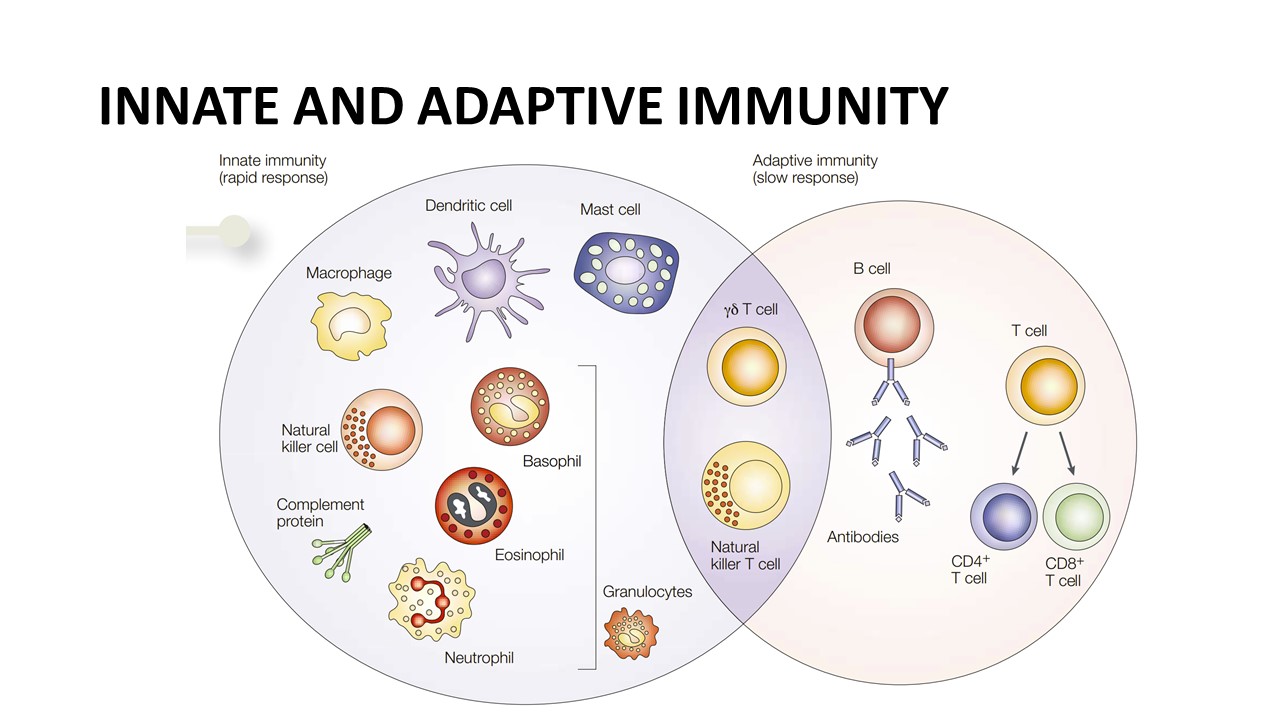 Adaptive Immune System