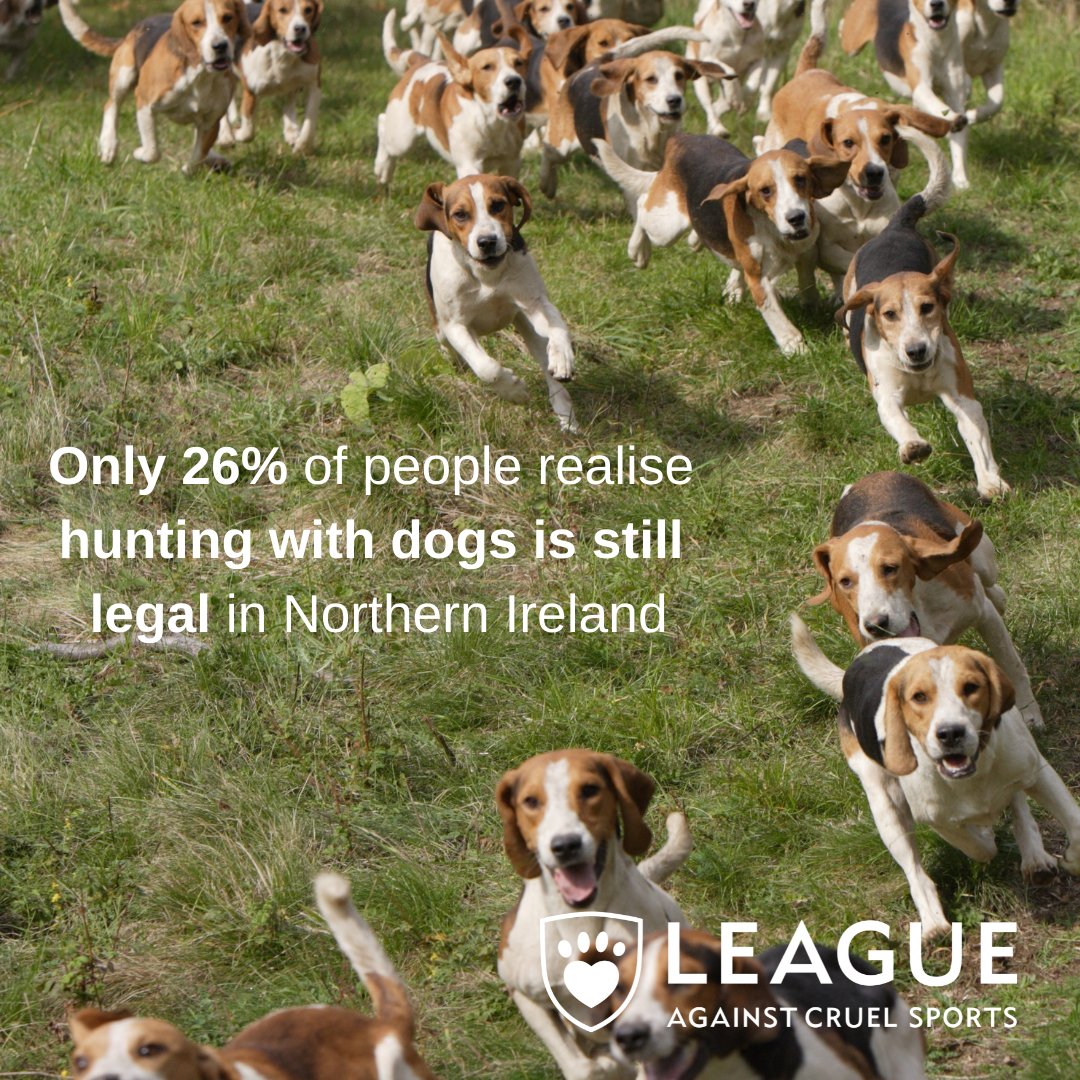 Is The Beagle Harrier Legal In Ireland