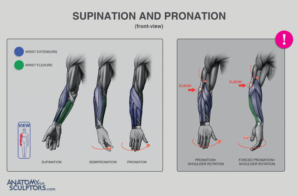 Pronation Of Arm