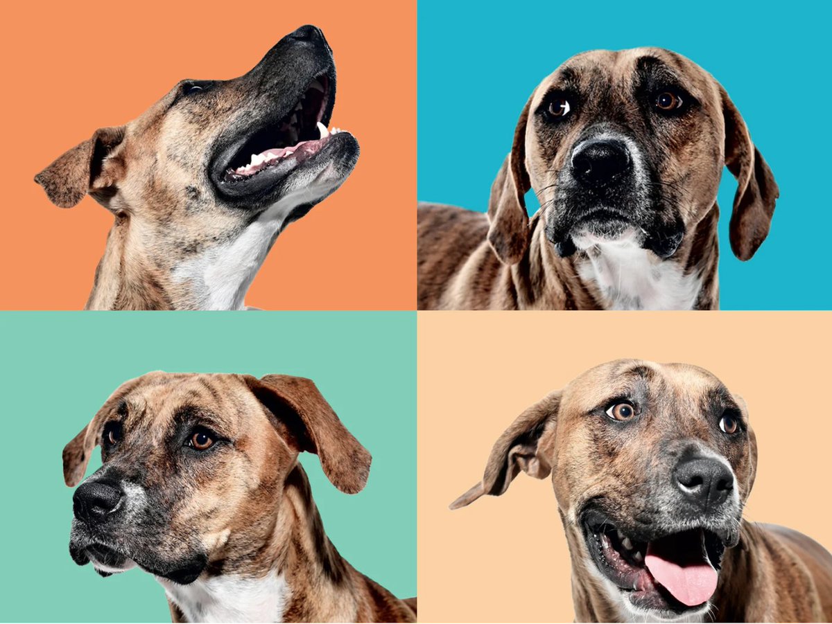 As far as dog years go, 2020 may have been the best / Twitter