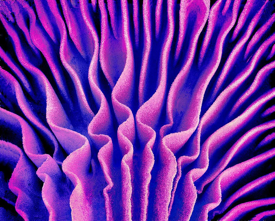 Mushroom Under Microscope