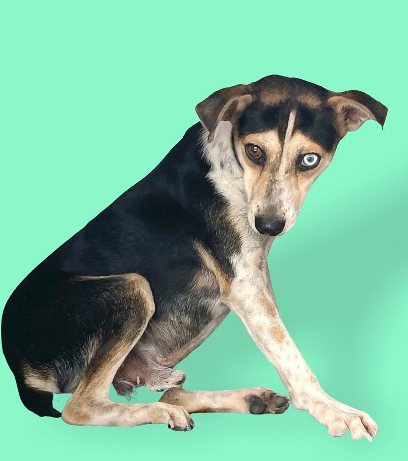 Mentally Challenged Animals