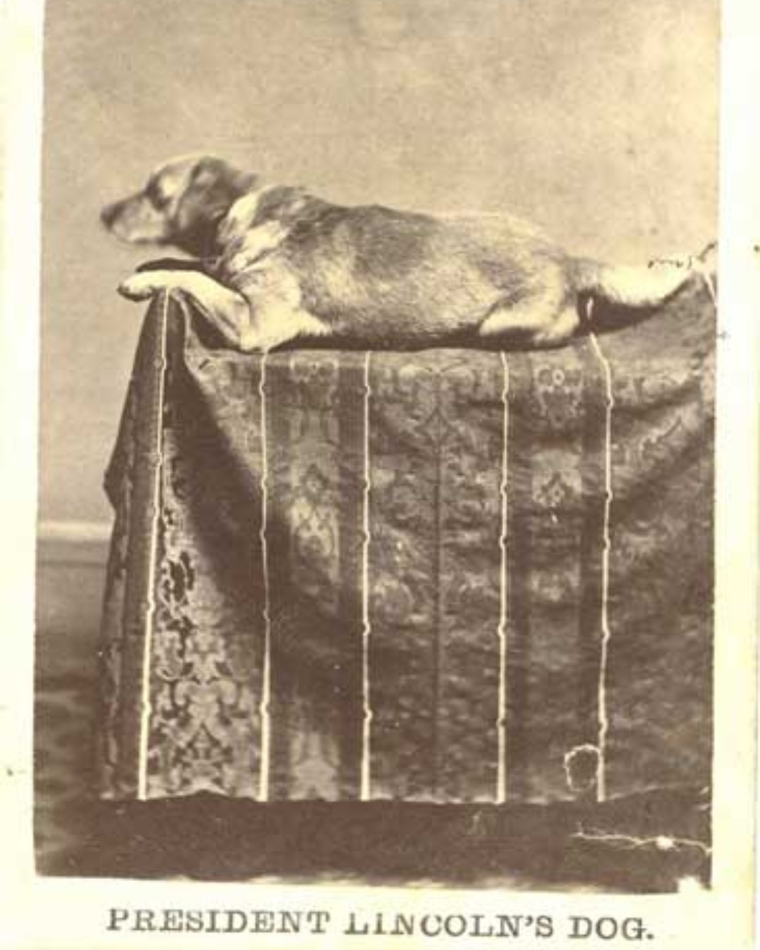 Did Abraham Lincoln Have A Dog