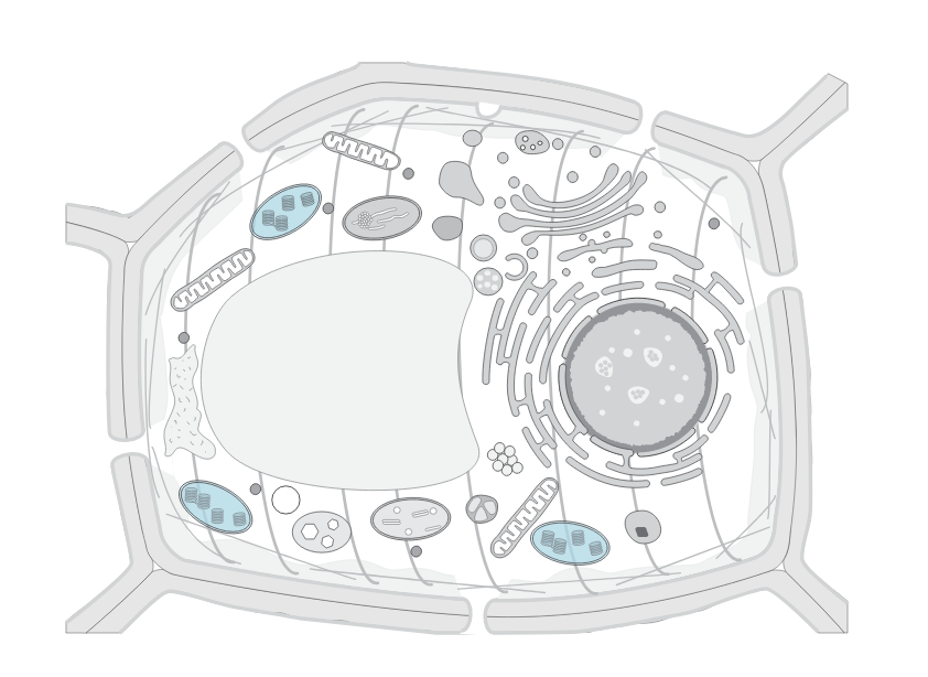Plant Cell Unlabeled Black And White