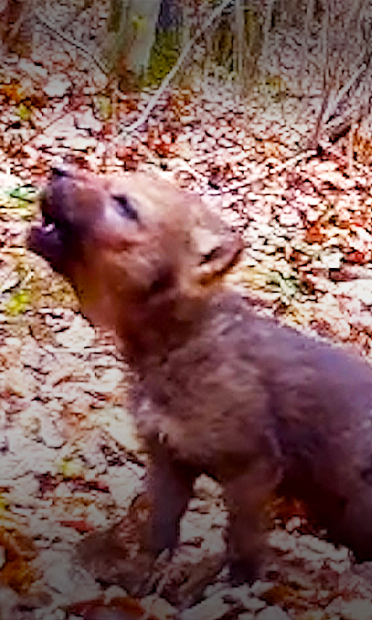 Scared baby wolf sees a bear — thank goodness mom shows up ...