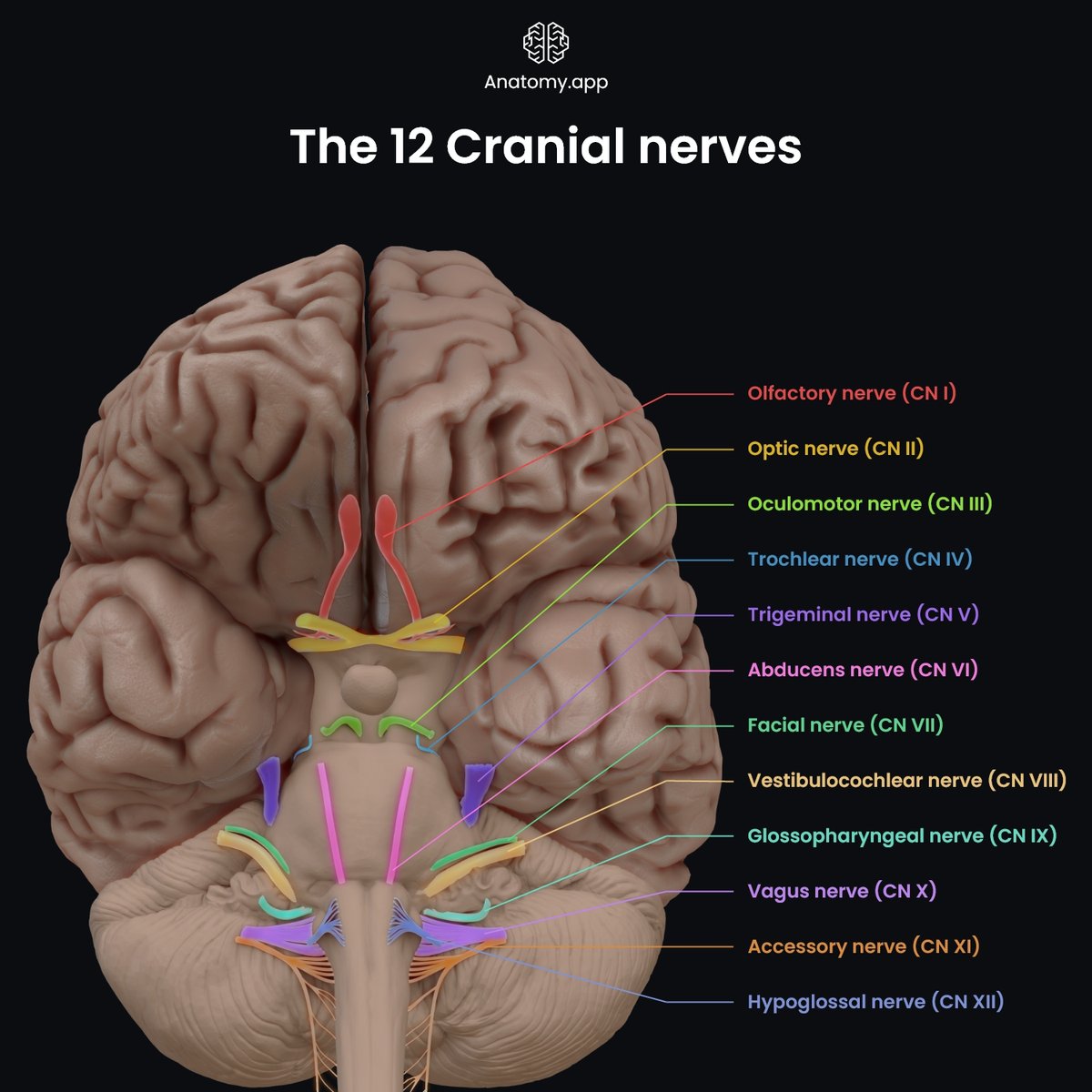 Cranial Nerves Brain Cadaver