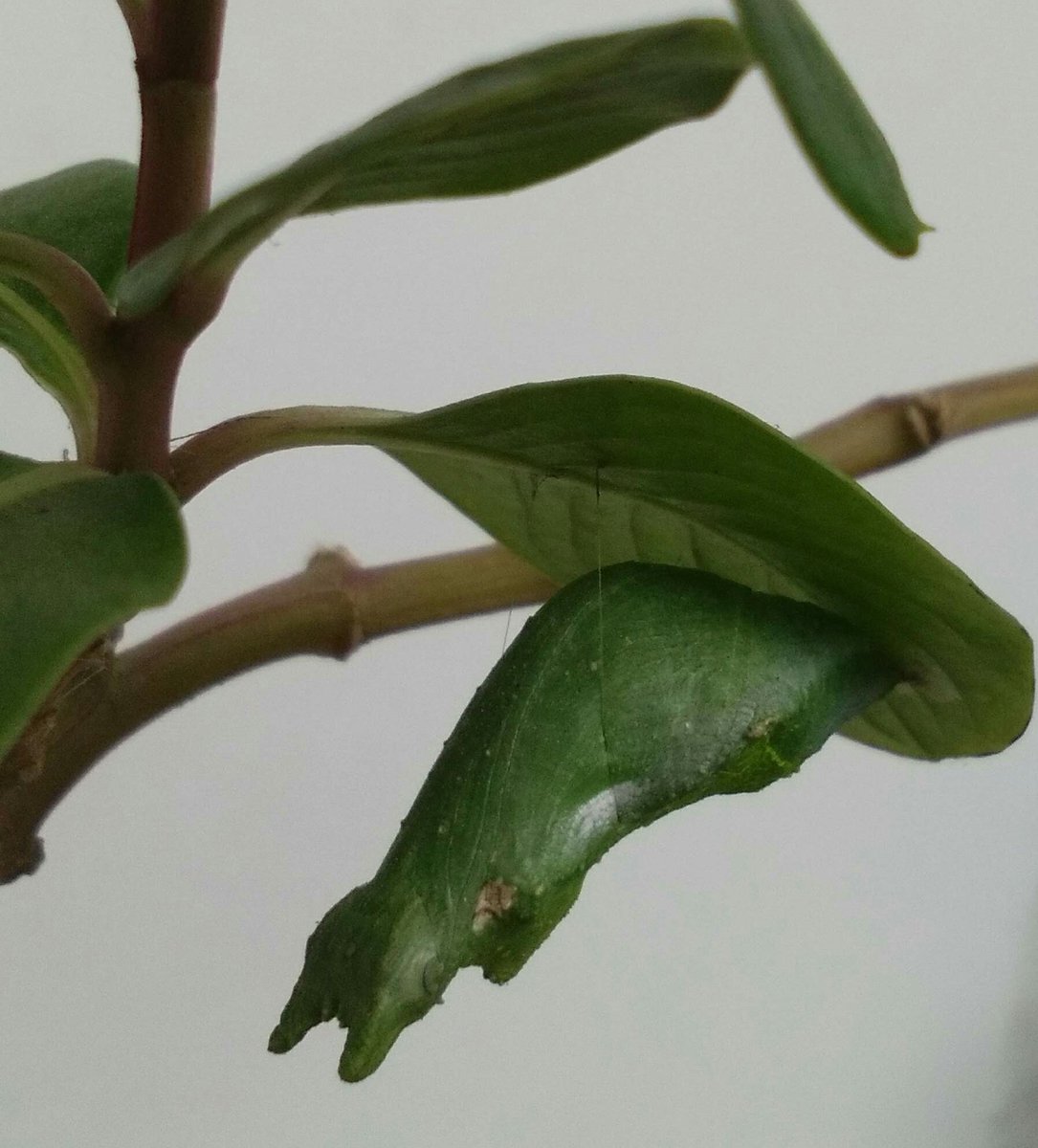 Sharan M (@Sharan_Manohar) | Twitter