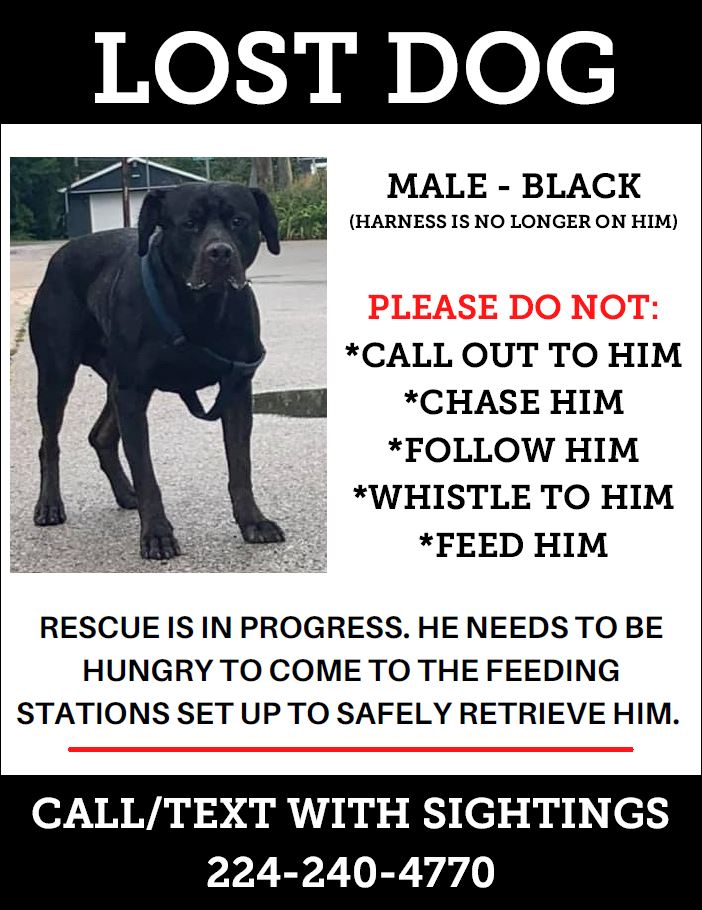 What To Feed A Lost Dog