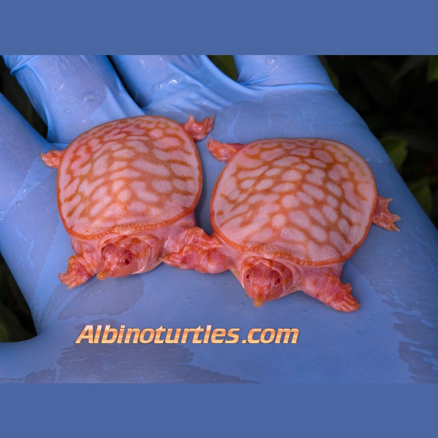 Albino Softshell Turtle