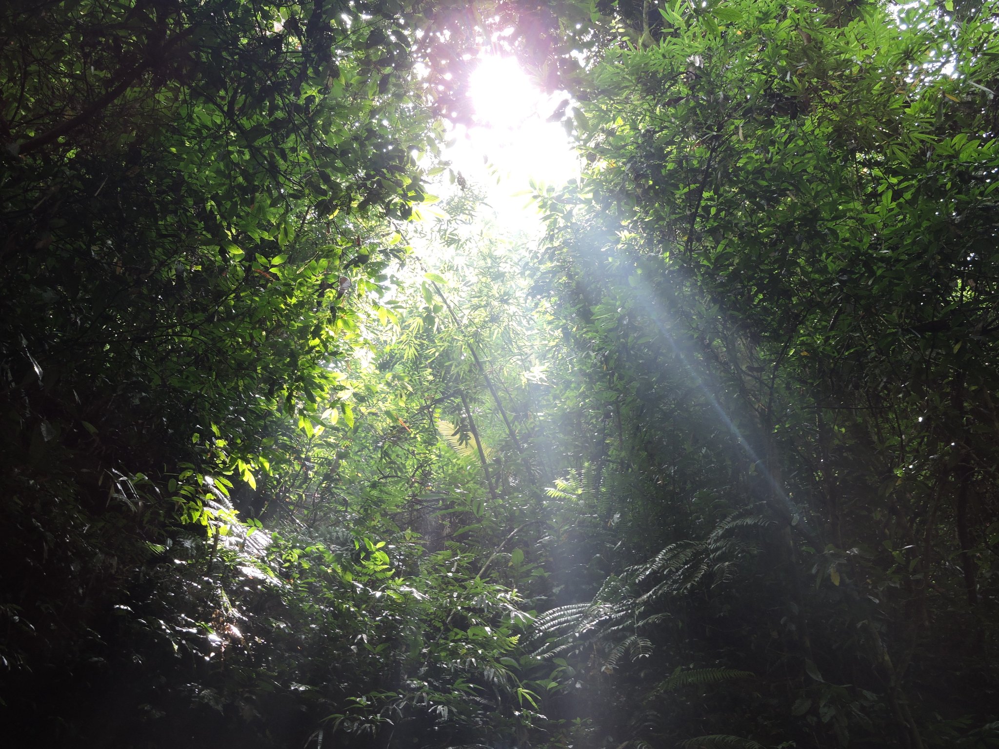 Tyndall Effect Canopy