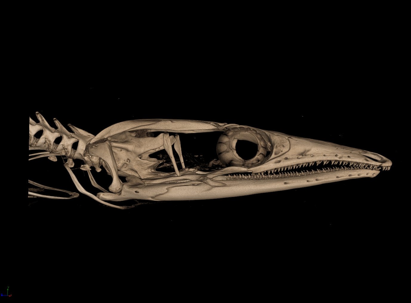 Legless Lizard Skeleton
