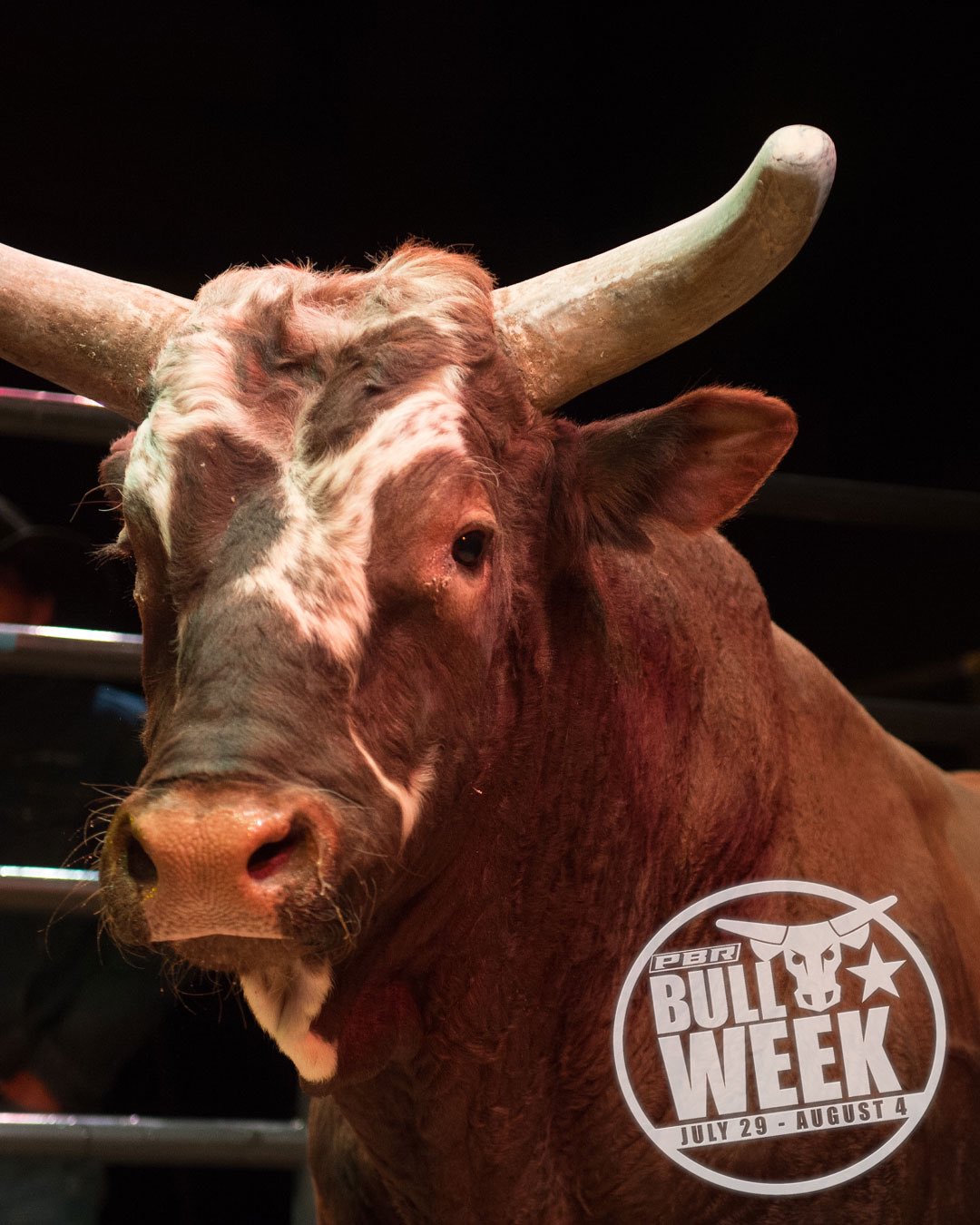 Biggest Bucking Bull In The World Understanding PBR Bucking Bull