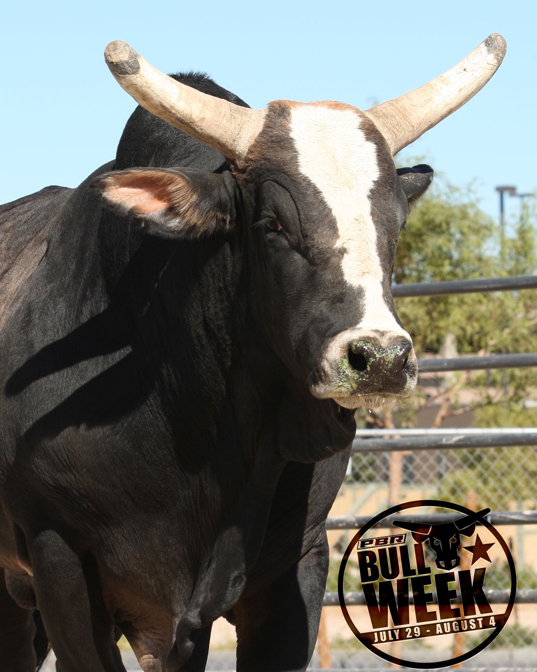 Chicken On A Chain The Bull