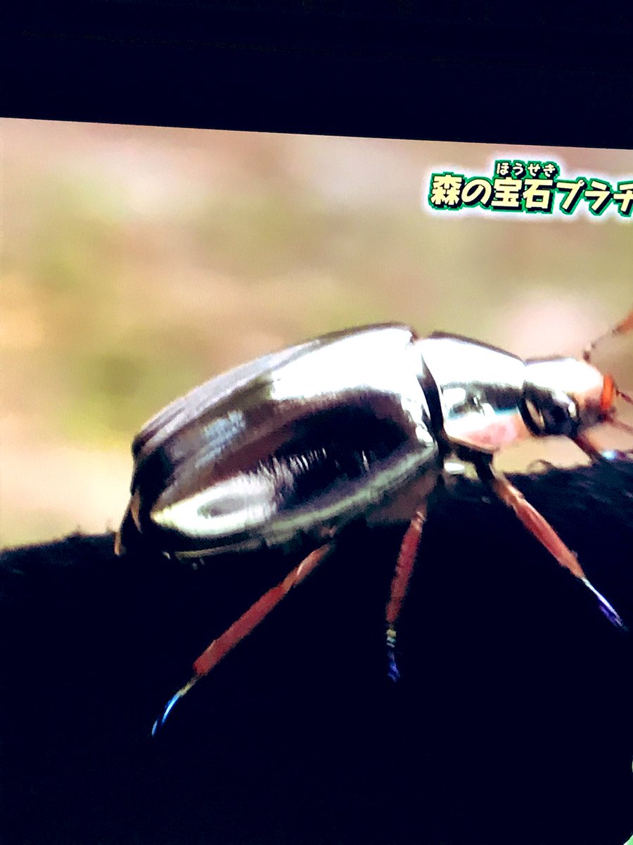 カマキリ先生Nスペ進出！ 香川照之の #昆虫やばいぜ 昆虫王国コスタリカで異変に直面した先生、ふざけた見た目で「昆虫カタストロフ」を真面目に ...