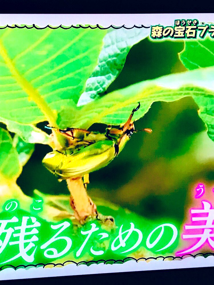カマキリ先生Nスペ進出！ 香川照之の #昆虫やばいぜ 昆虫王国コスタリカで異変に直面した先生、ふざけた見た目で「昆虫カタストロフ」を真面目に ...
