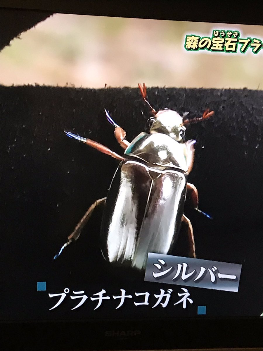 カマキリ先生Nスペ進出！ 香川照之の #昆虫やばいぜ 昆虫王国コスタリカで異変に直面した先生、ふざけた見た目で「昆虫カタストロフ」を真面目に ...
