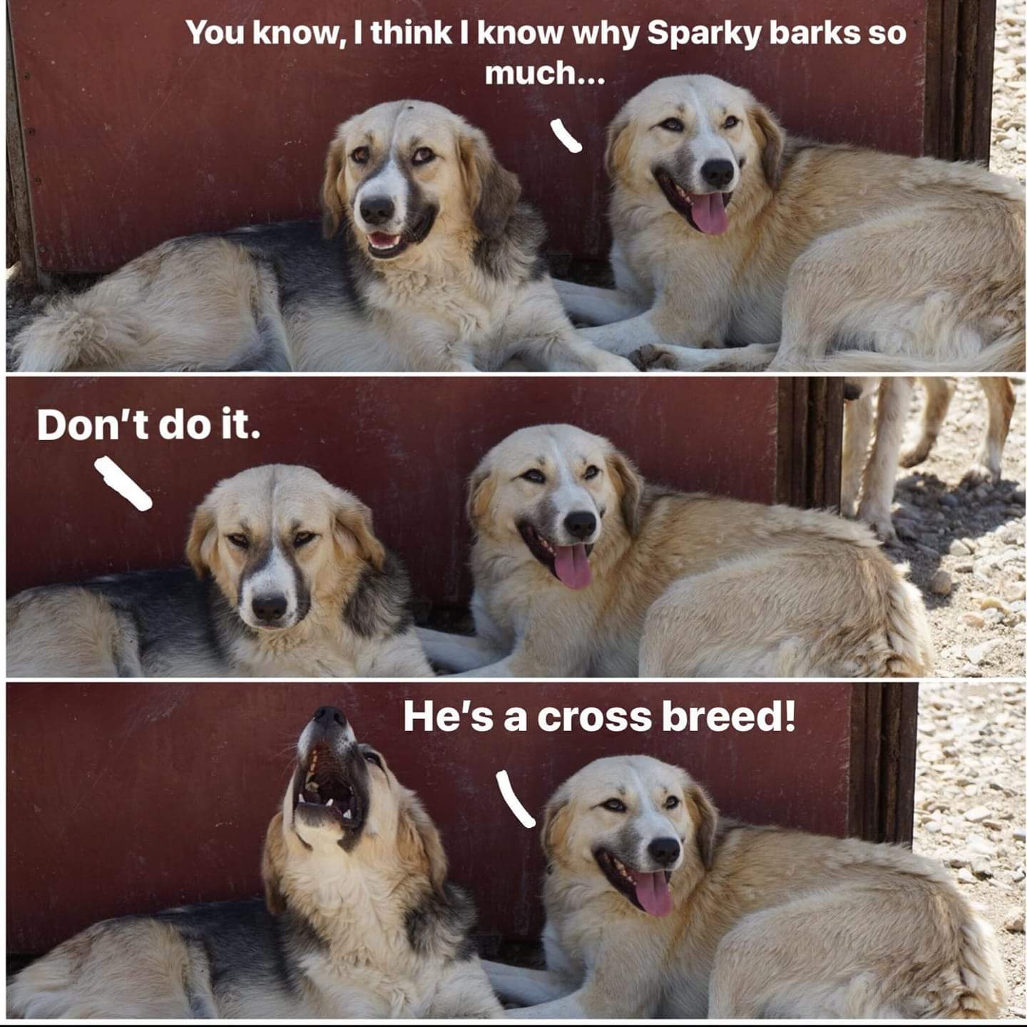 Joke Telling Dog Meme