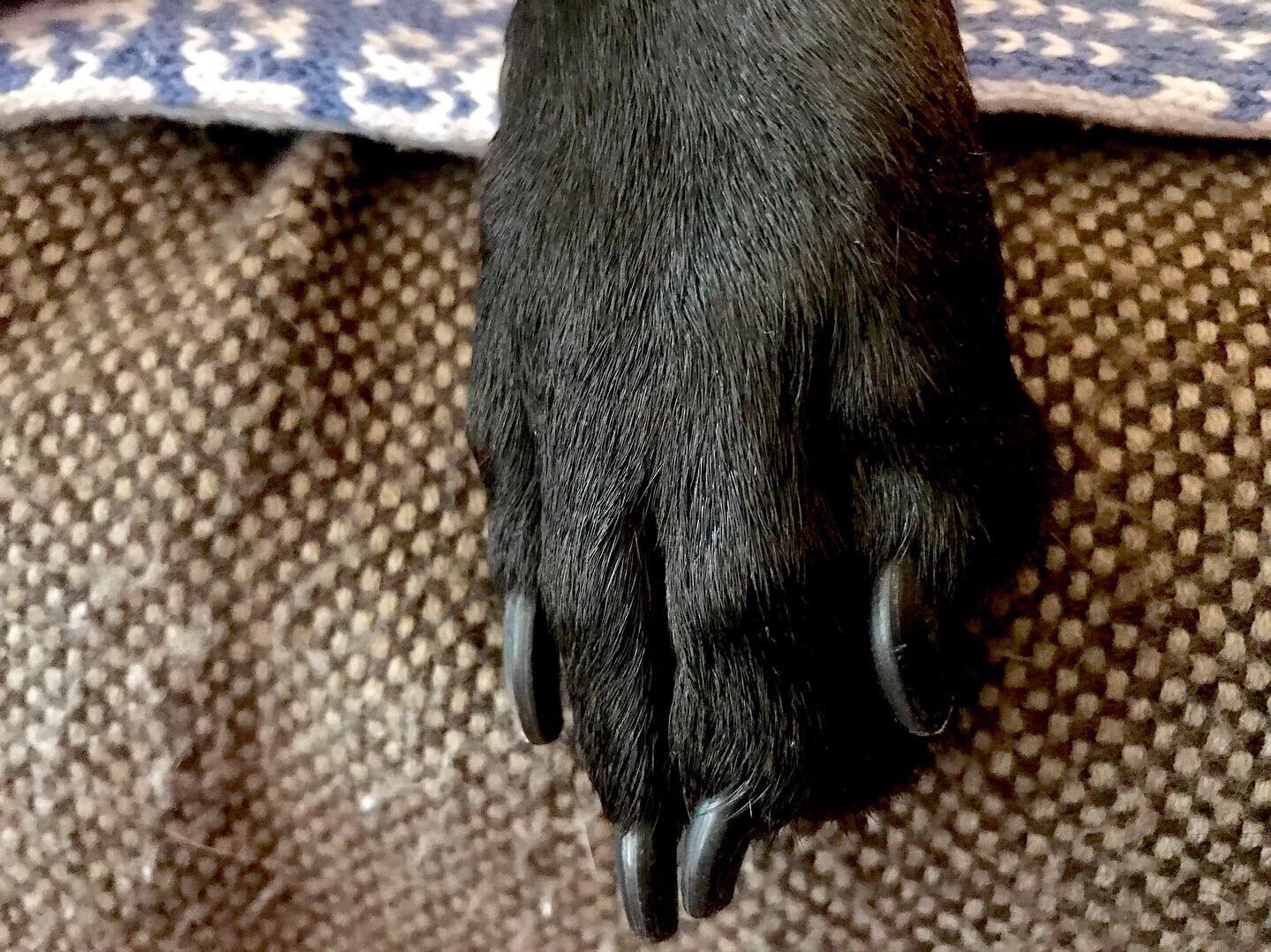 How Do You Treat Hyperkeratosis In Dogs Paws