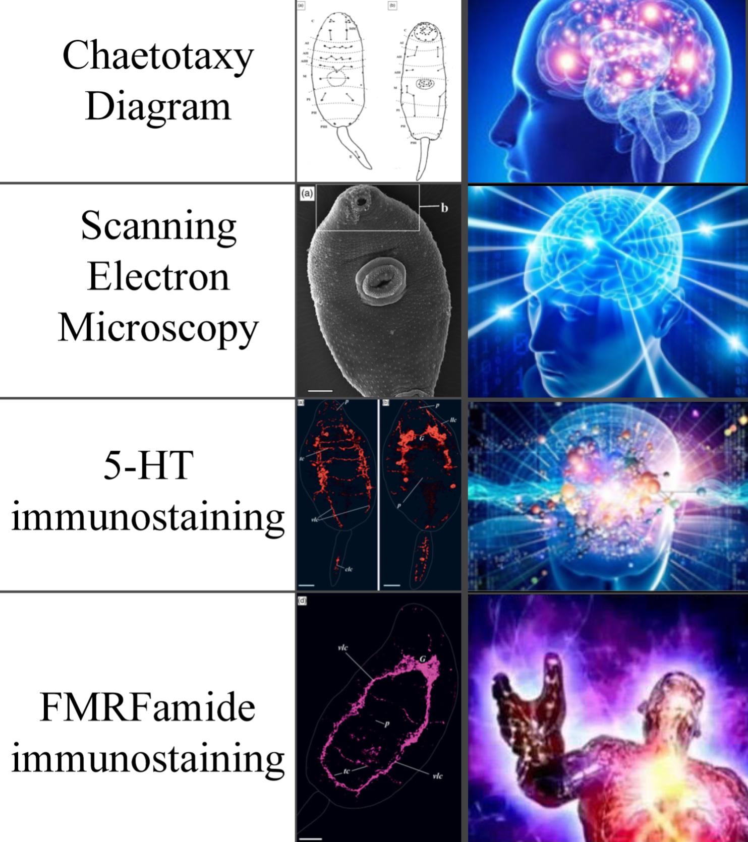 Electron Memes