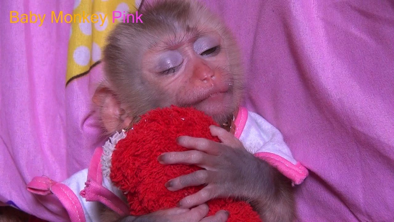 Real Pink Monkeys