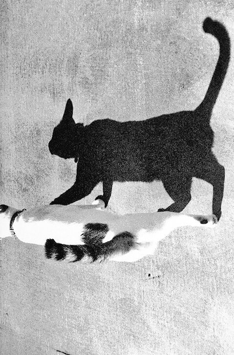 Nobuyoshi Araki Cat