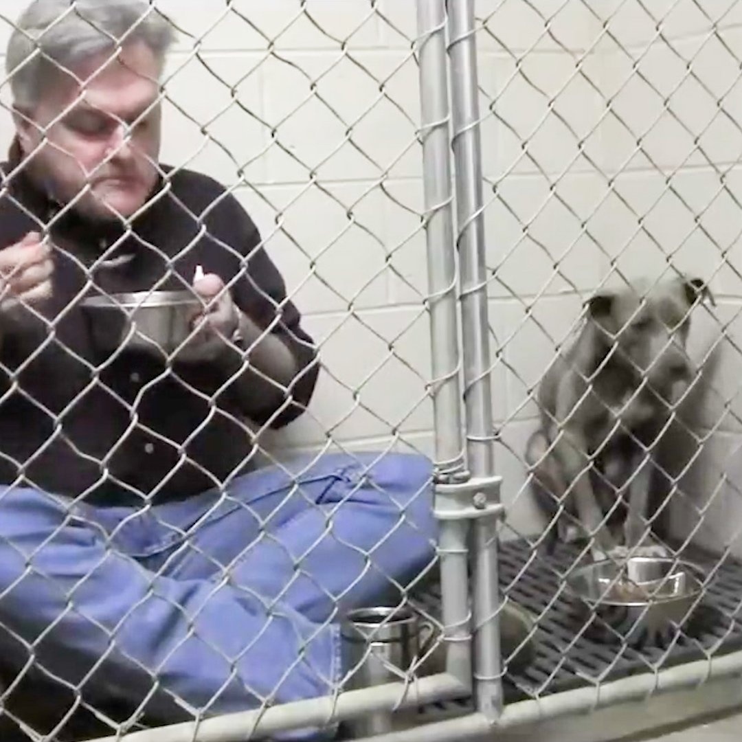 : This vet climbed into a scared rescue dog's cage to eat meals with ...