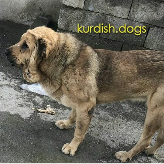 Is A Pshdar Dog A Good Pet