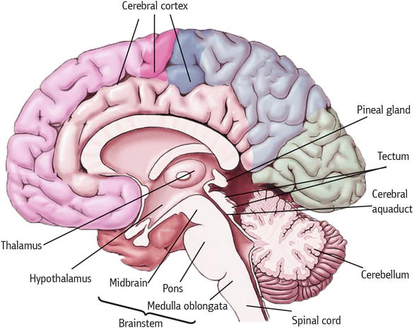 Prosencephalon Mesencephalon Rhombencephalon